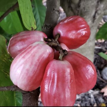 Jamaican Guinep Fruit