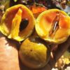 Naseberry Fruit The Jamaican Sapodilla