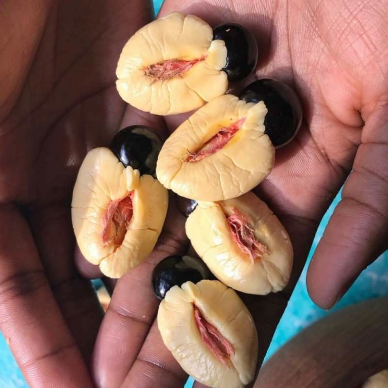 Jamaica Ackee Fruit